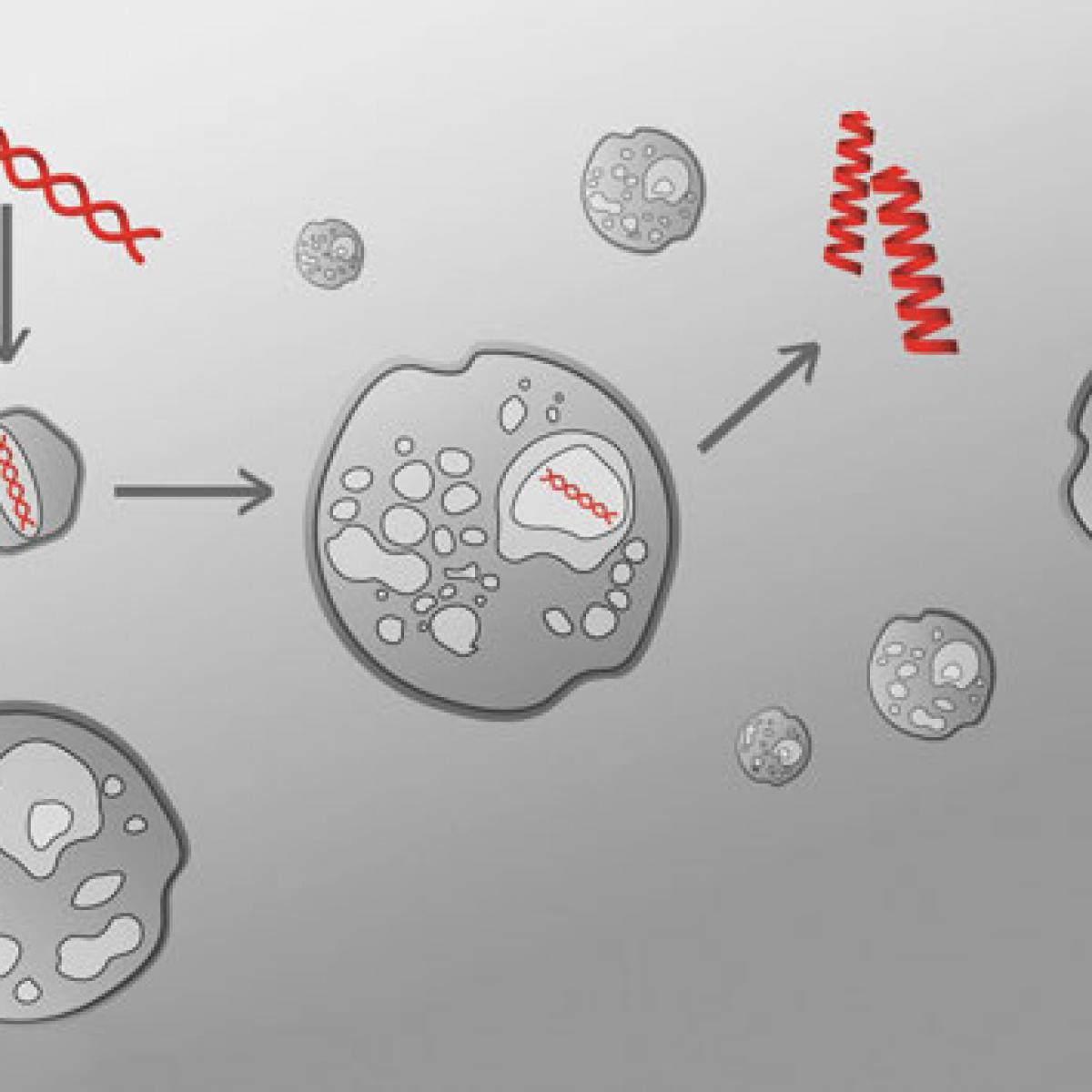 Le Glybera devient le premier médicament de thérapie génique autorisé ...