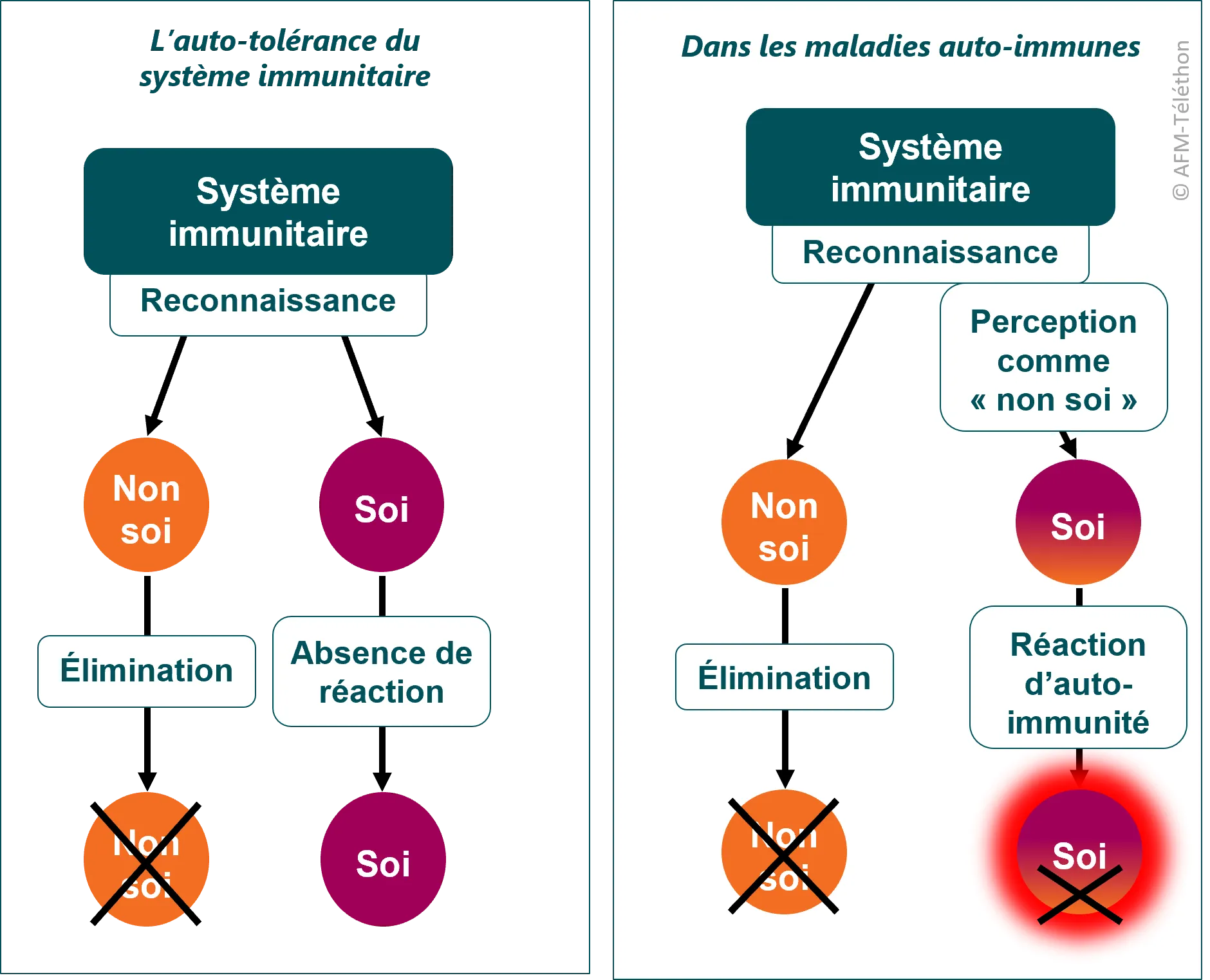 Maladies auto-immunes | AFM Téléthon